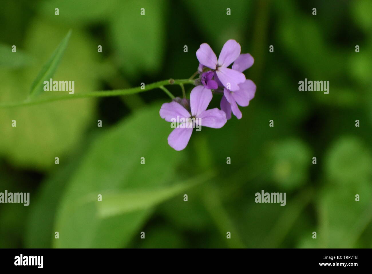 Solitary wildflower hi-res stock photography and images - Alamy