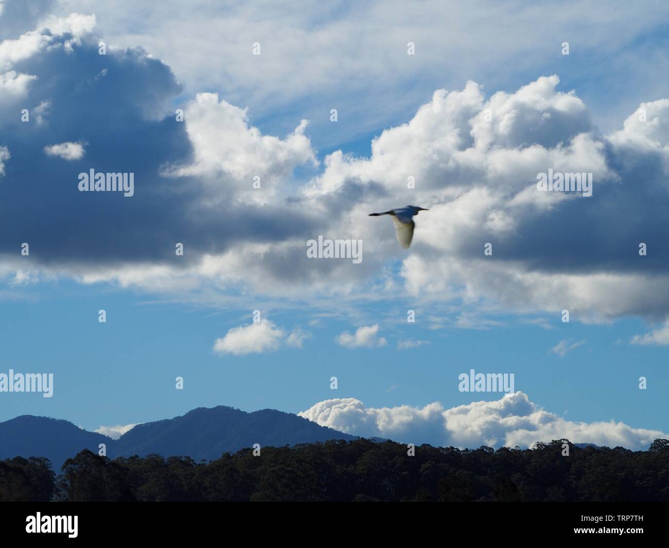 Bird, the Majestic Ibis Flying above the hills and in front of clouds ...