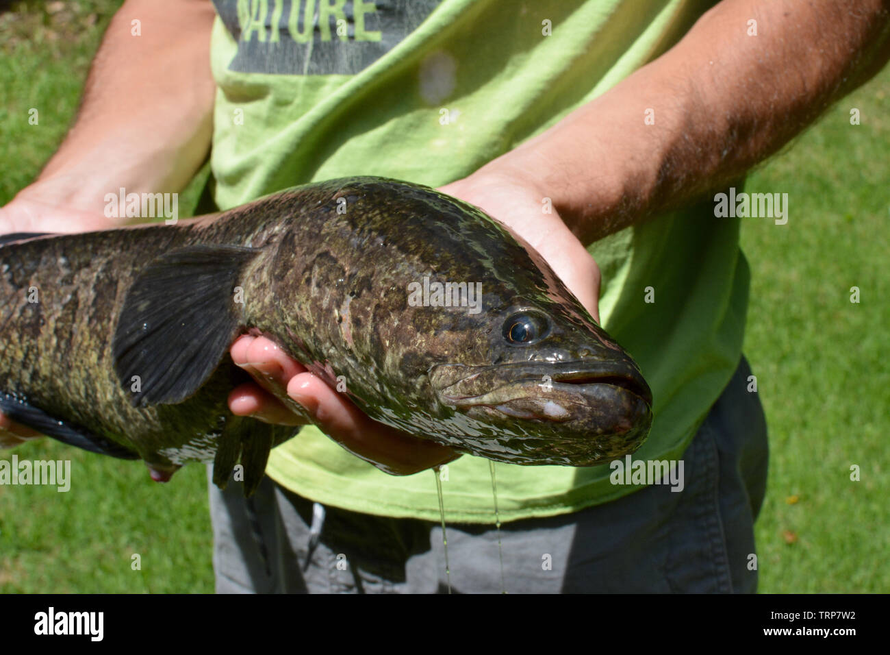Invasive Snake High Resolution Stock Photography and Images - Alamy