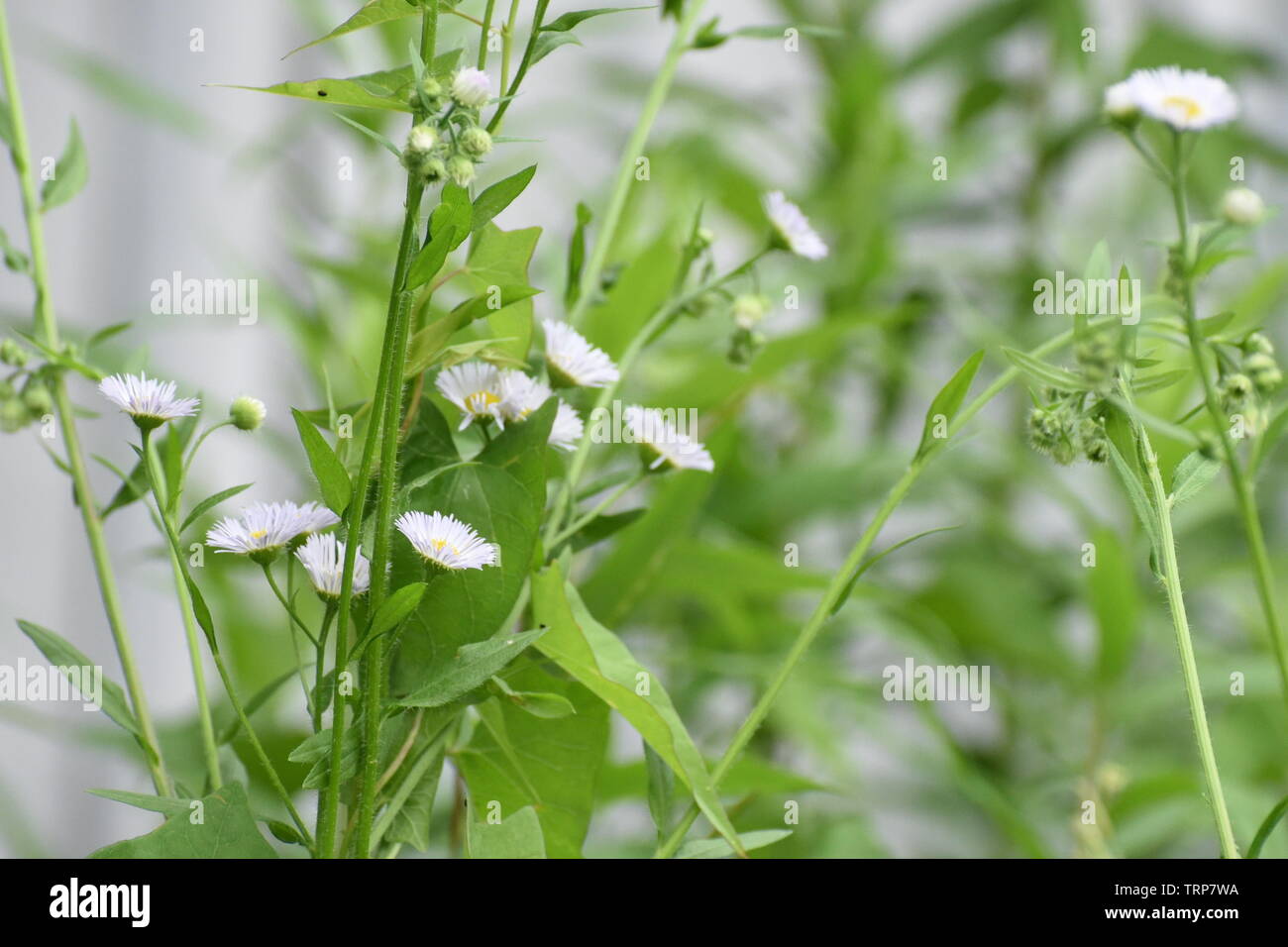 Spring time wildflower in bloom Stock Photo - Alamy