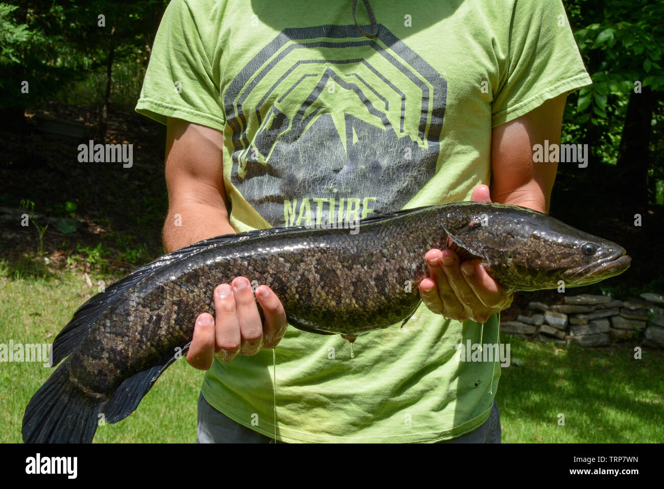 Invasive Snake High Resolution Stock Photography and Images - Alamy