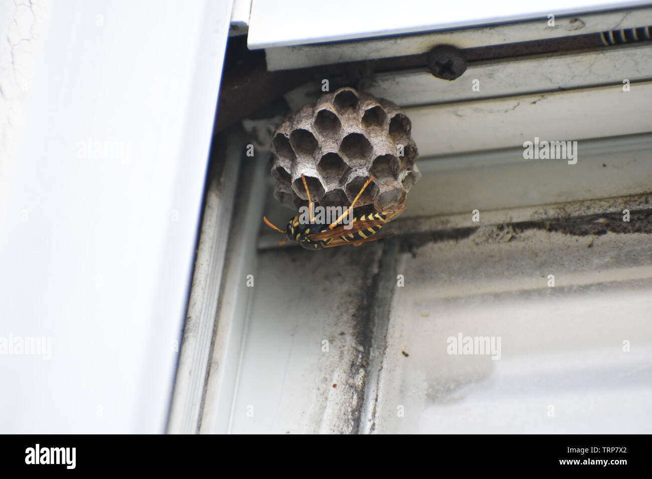 Yellow jacket larva hi-res stock photography and images - Alamy