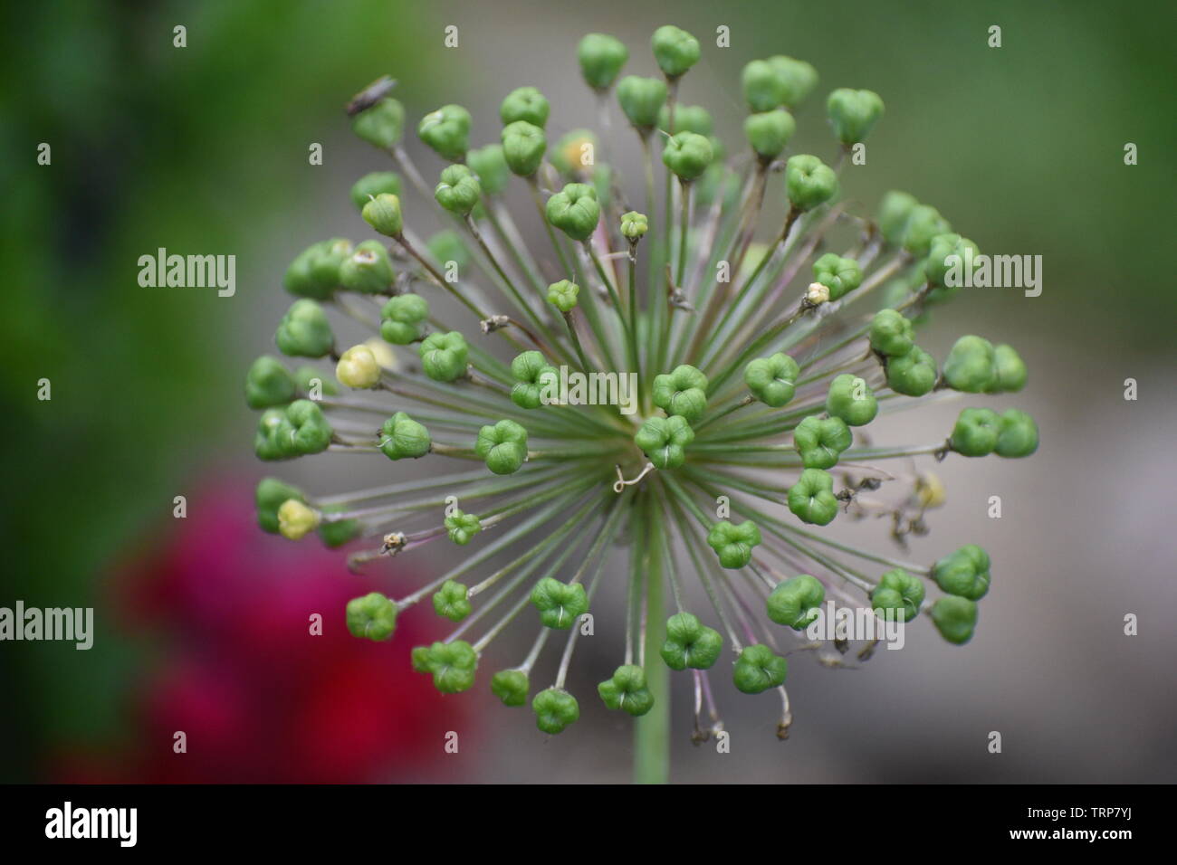 Pre flower hi-res stock photography and images - Alamy