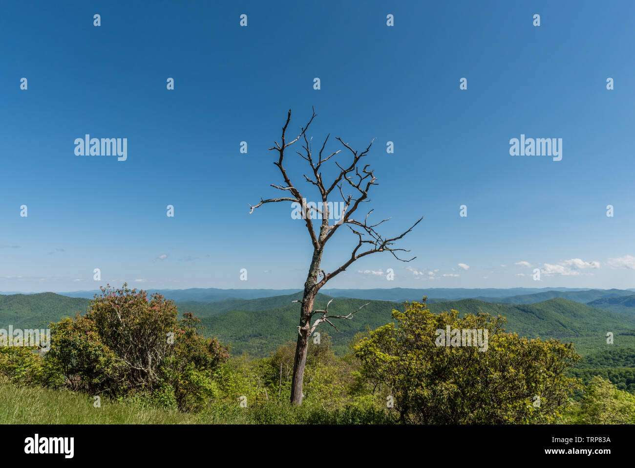 Dead tree blue ridge parkway hi-res stock photography and images - Alamy