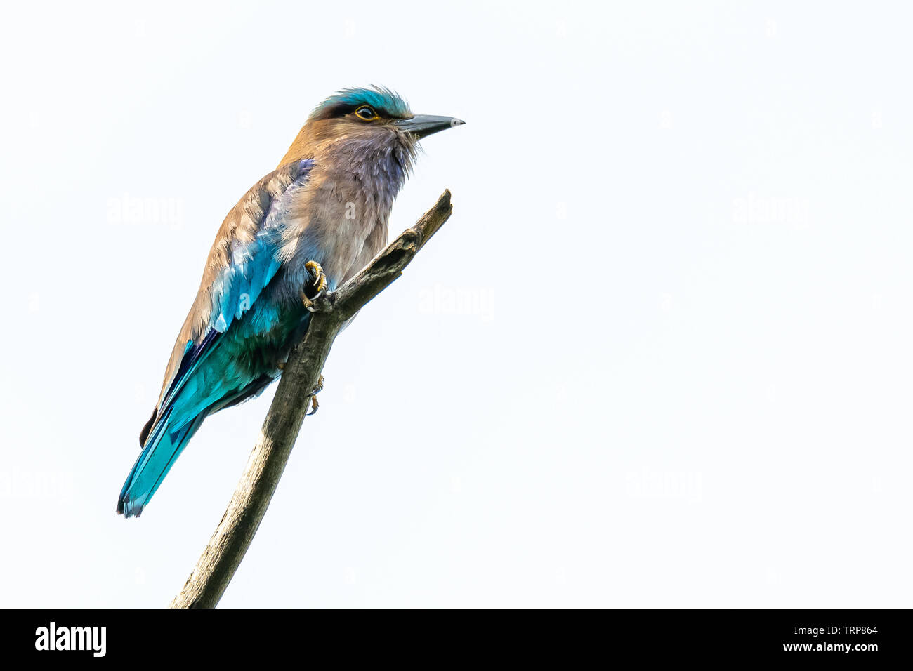 Colorful Indian Roller perching on a perch isolated on white background ...