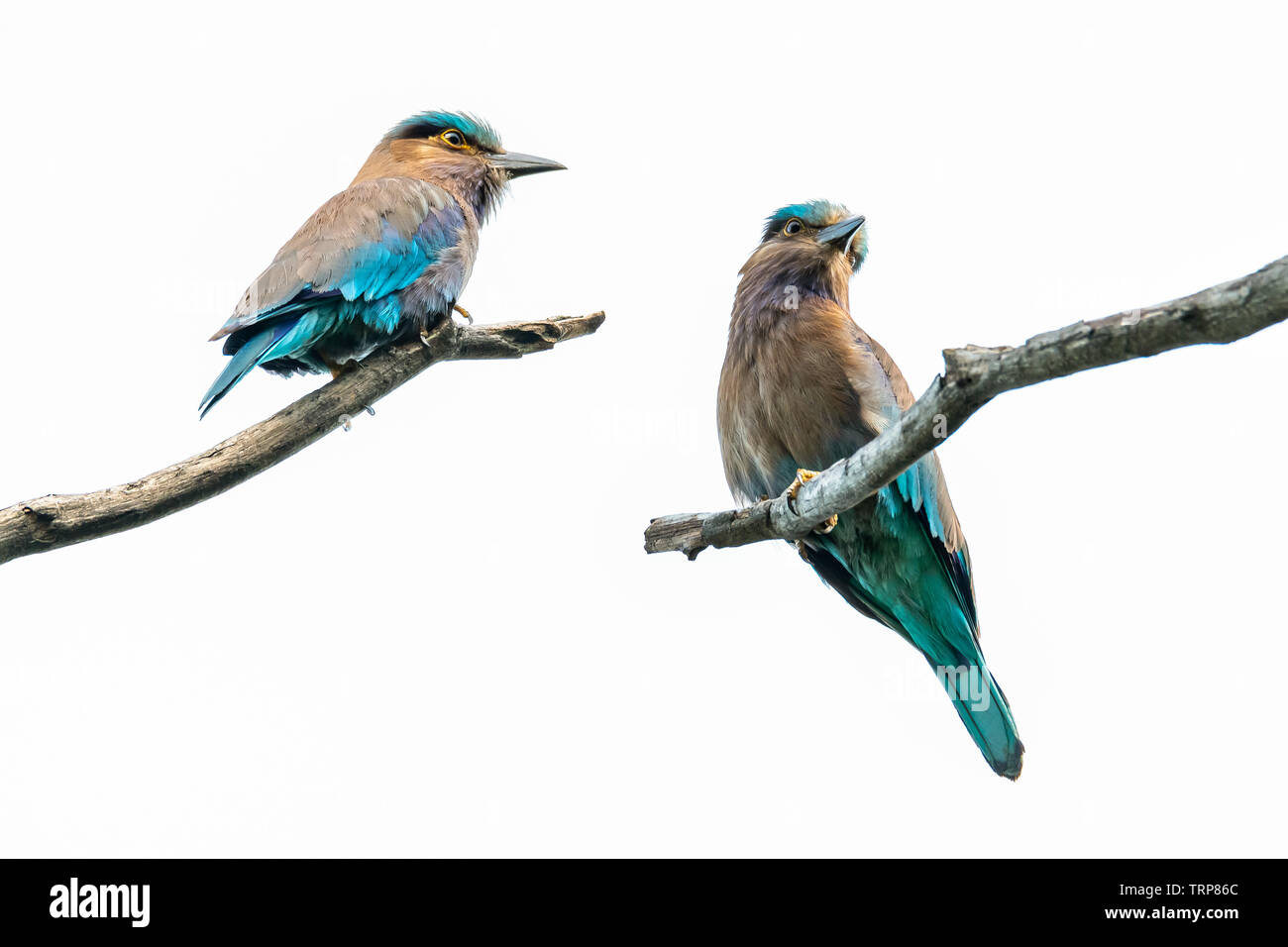 Indian roller Cut Out Stock Images & Pictures - Alamy