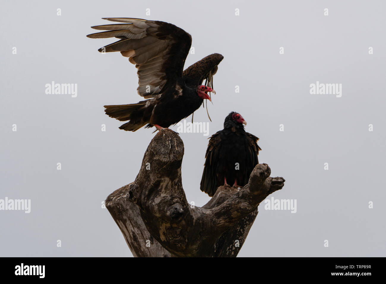Vultures at a lakeside dead tree Stock Photo - Alamy