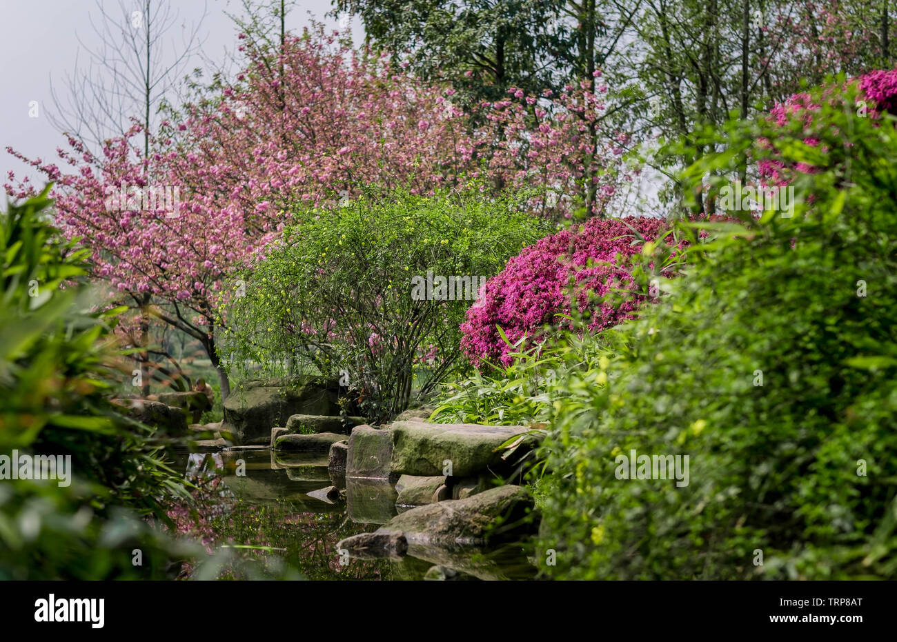 Lin sen hi-res stock photography and images - Alamy