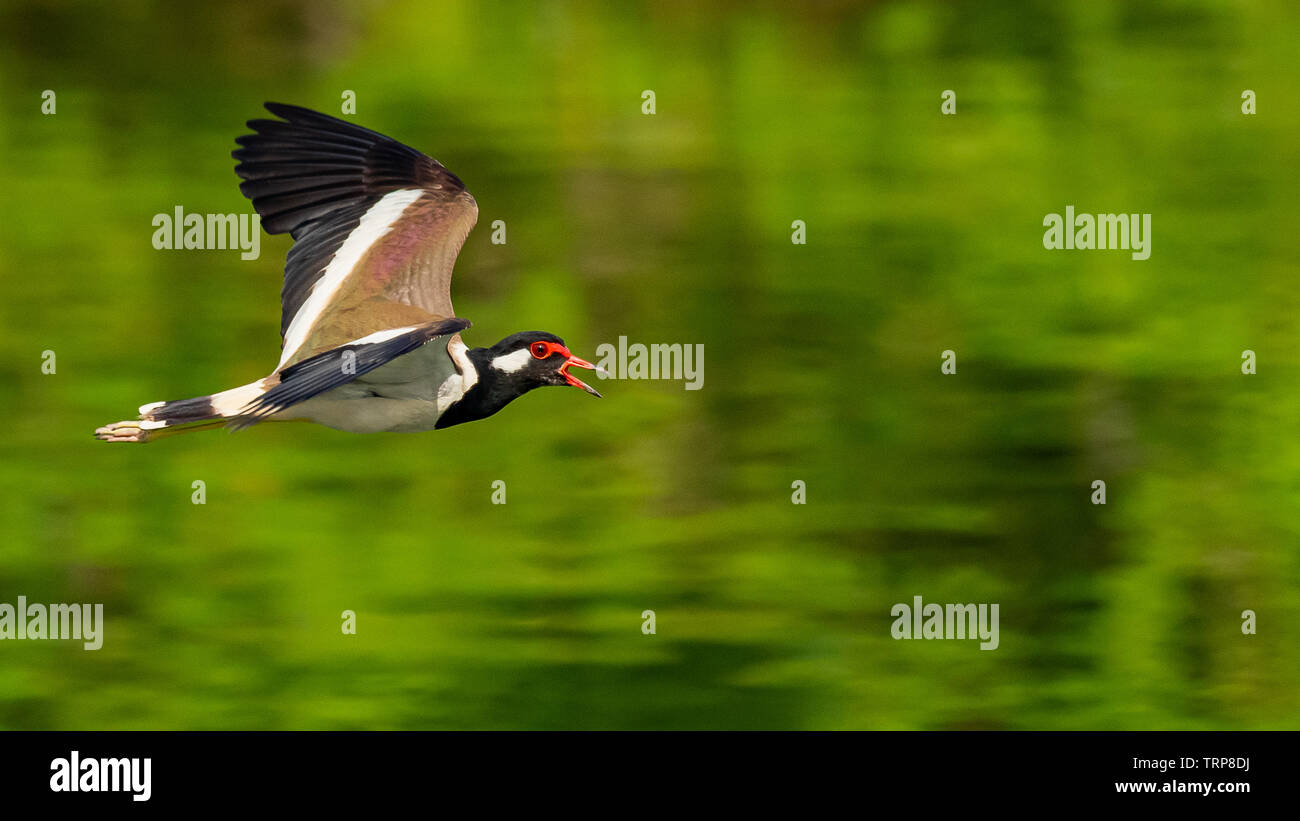 Red-Wattled Lapwing in flight above water surface Stock Photo - Alamy