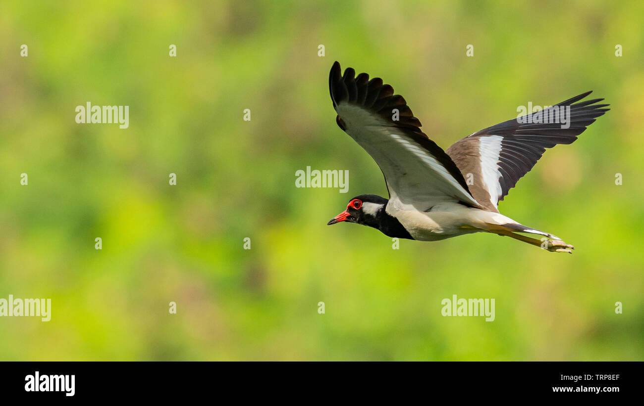 Red-Wattled Lapwing in flight with blur green tree background Stock ...