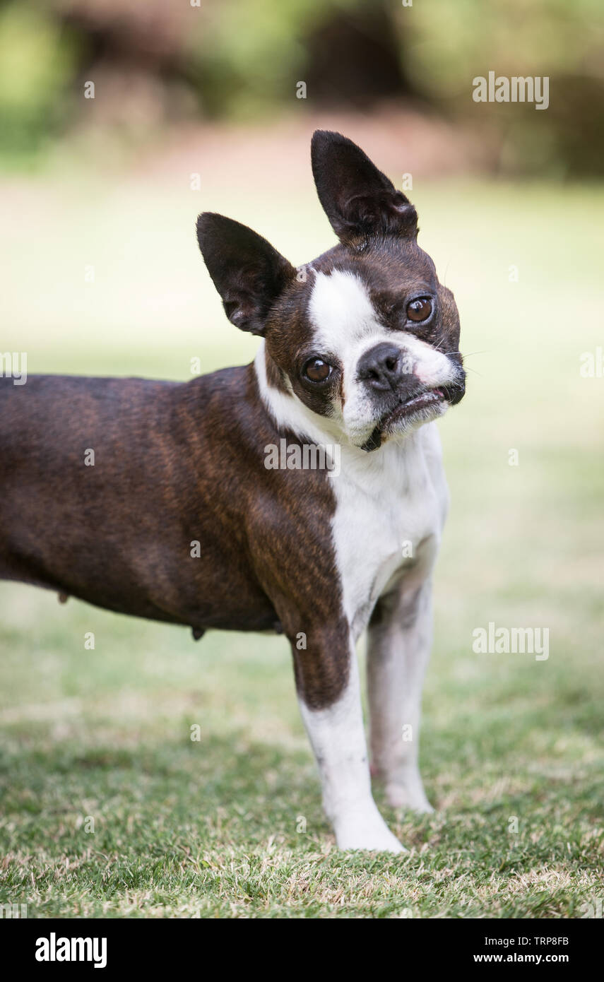 Female Boston Terrier Stock Photo - Alamy