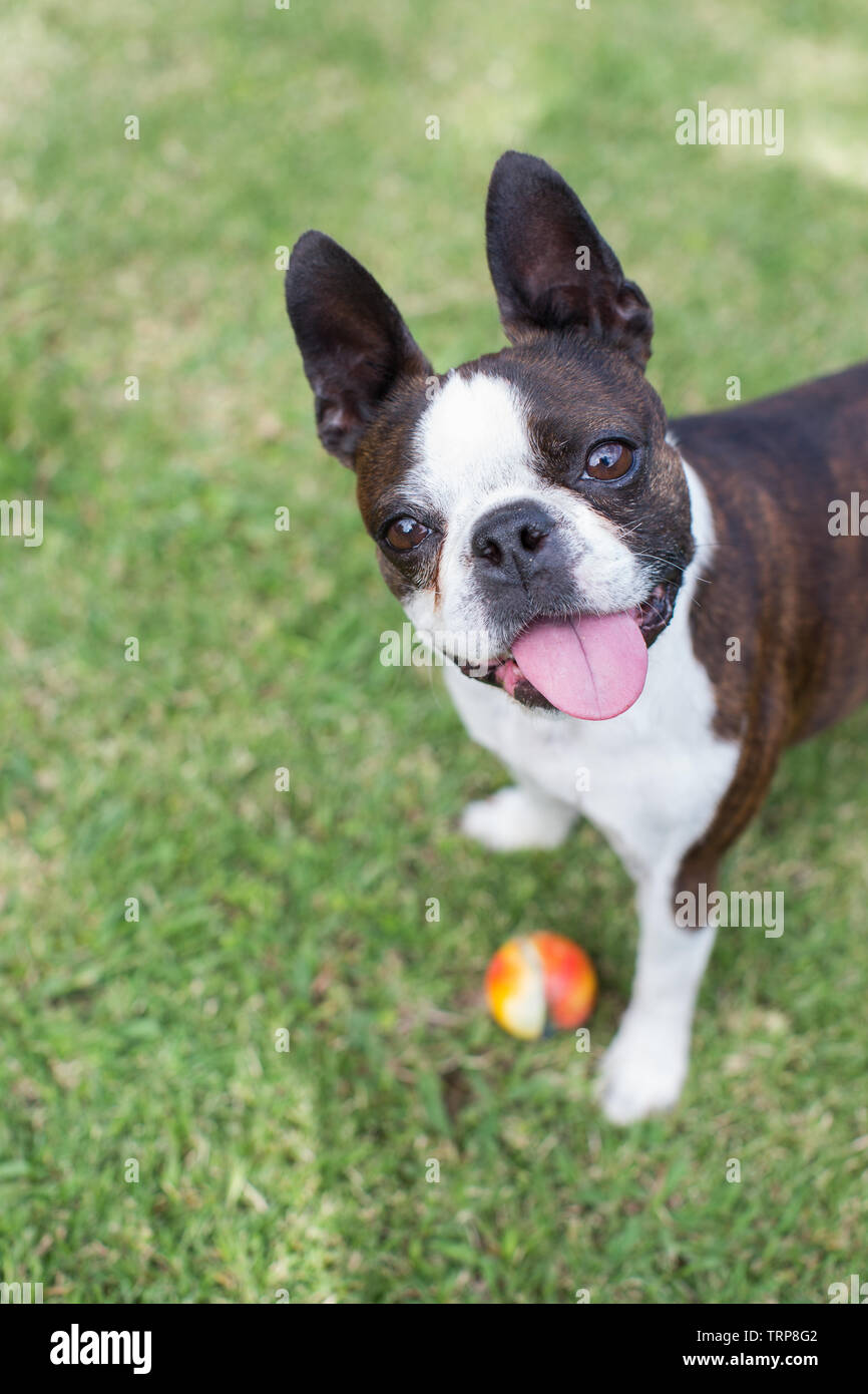Female Boston Terrier Stock Photo - Alamy
