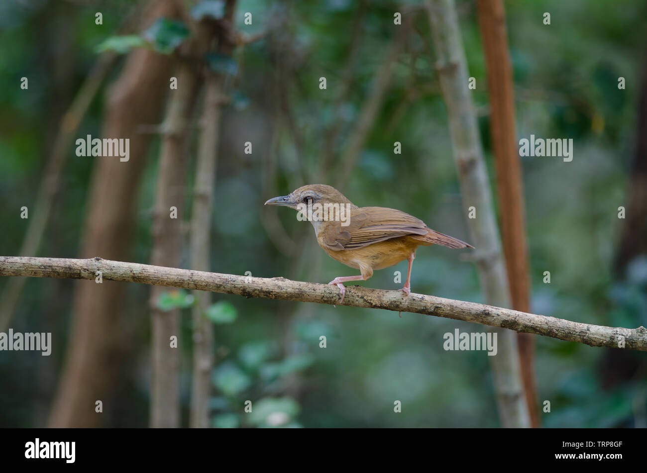 Abbott's Babbler (Malacocincla abbotti) in nature, Thailand Stock Photo ...