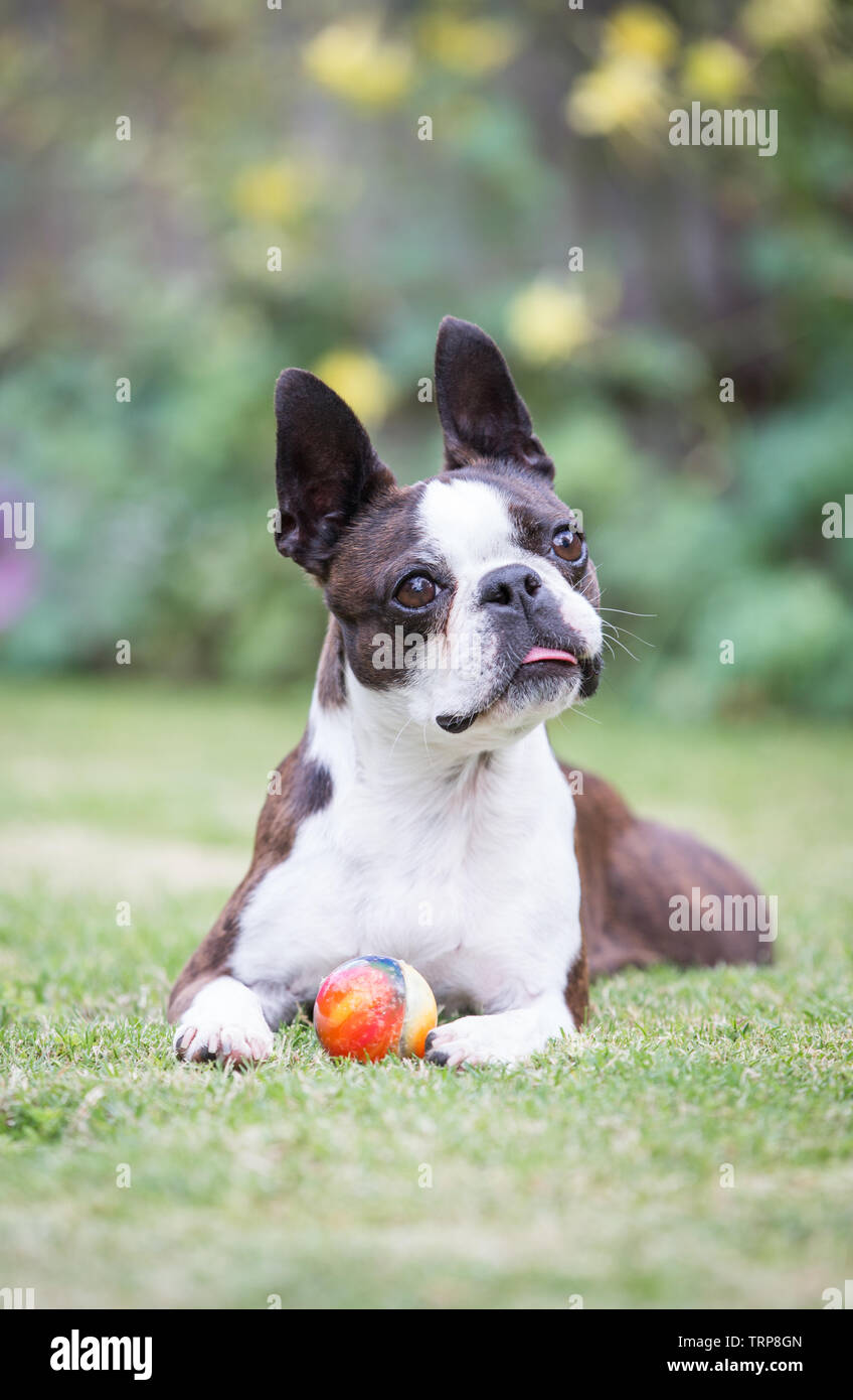Female Boston Terrier Stock Photo - Alamy