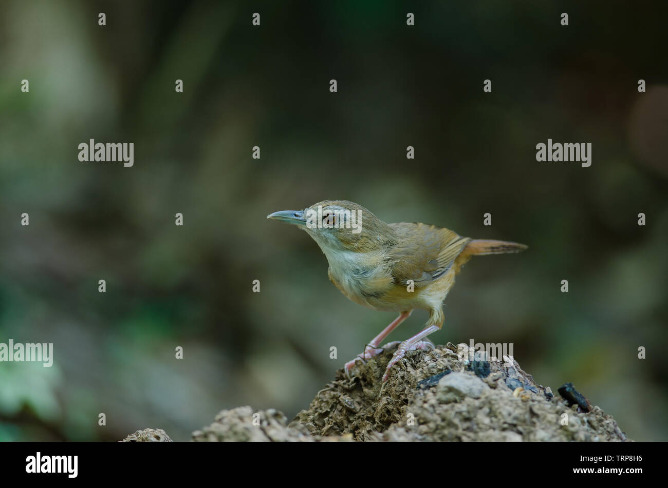 Abbott's Babbler (Malacocincla abbotti) in nature, Thailand Stock Photo ...