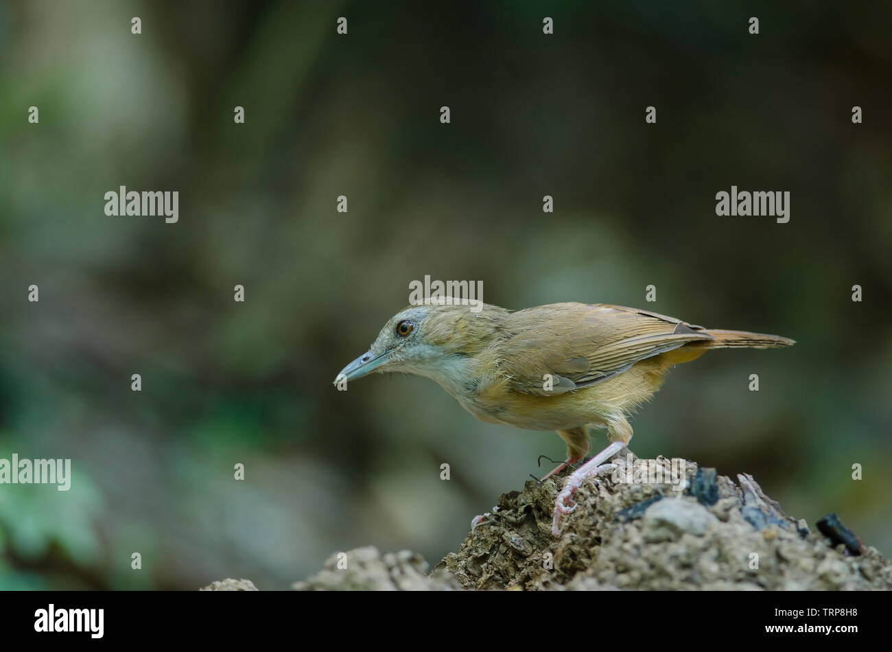 Abbott's Babbler (Malacocincla abbotti) in nature, Thailand Stock Photo ...