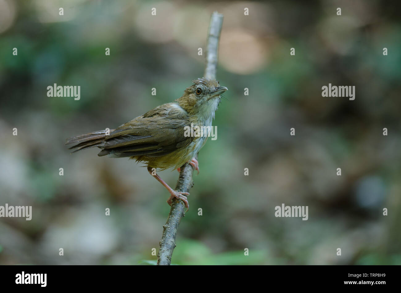 Abbott's Babbler (Malacocincla abbotti) in nature, Thailand Stock Photo ...