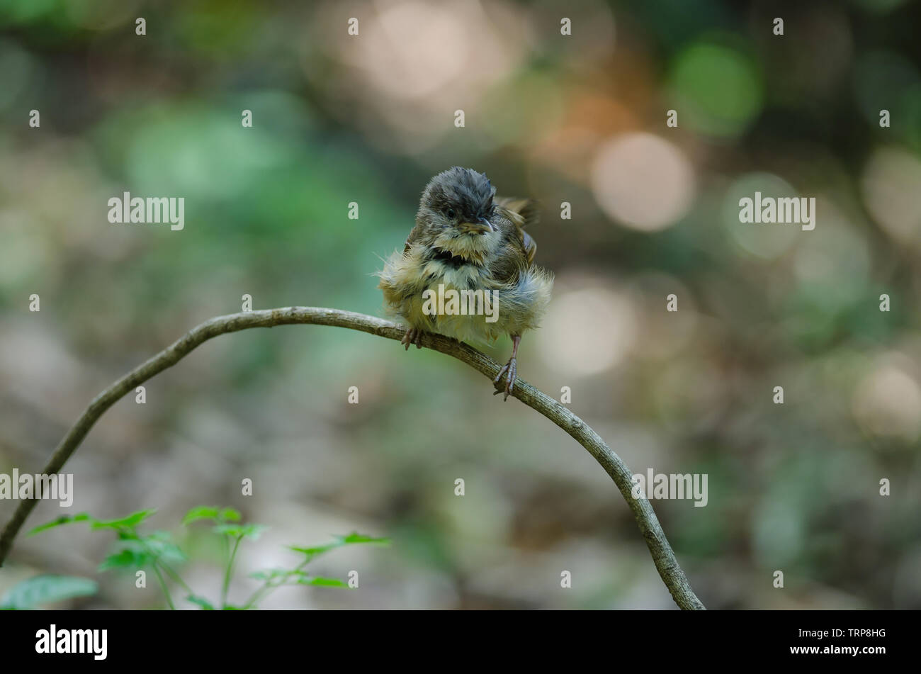 Brown-cheeked Fulvetta, Grey-eyed Fulvetta (Alcippe poioicephala) in ...