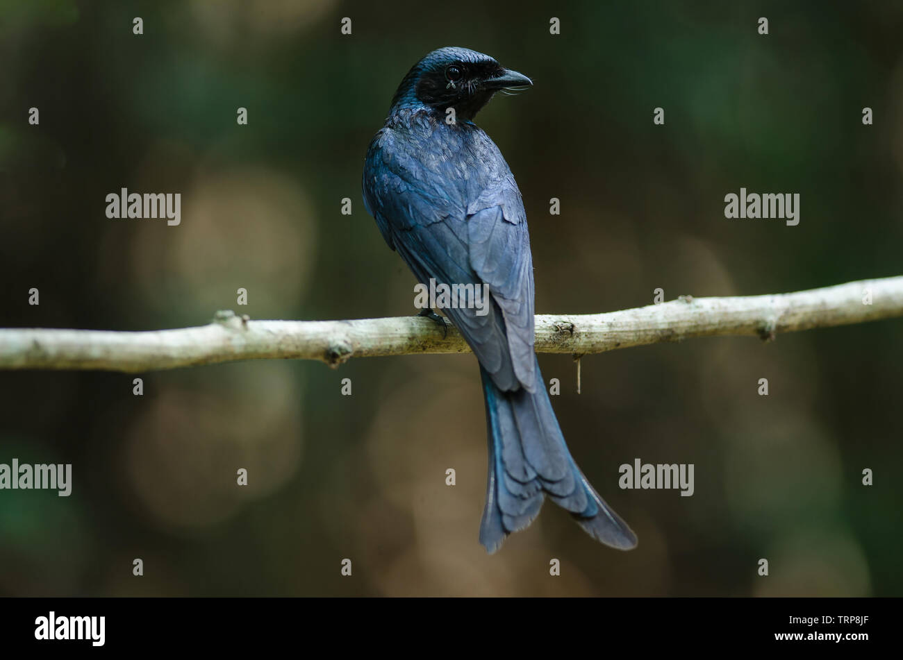 Bronze Drongo bird (Dicrurus aeneus) in nature, Thailand Stock Photo ...