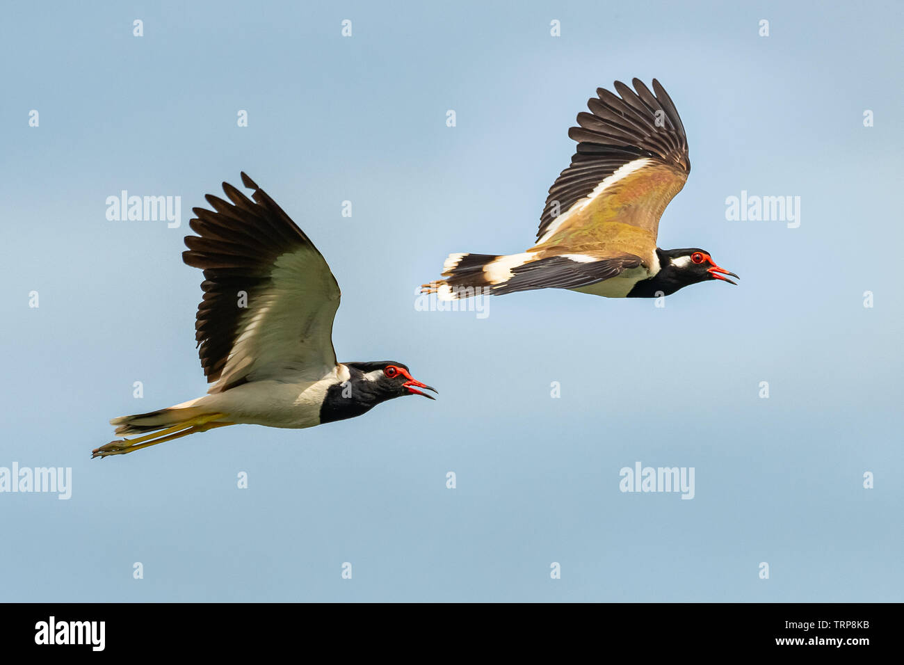 A pair of Red-Wattled Lapwing in flight with blue sky background Stock ...