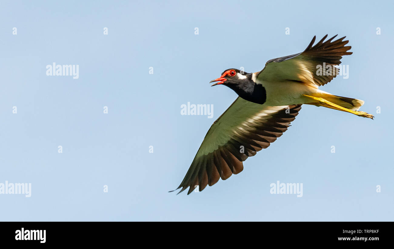 Red-Wattled Lapwing in flight with blue sky background Stock Photo - Alamy
