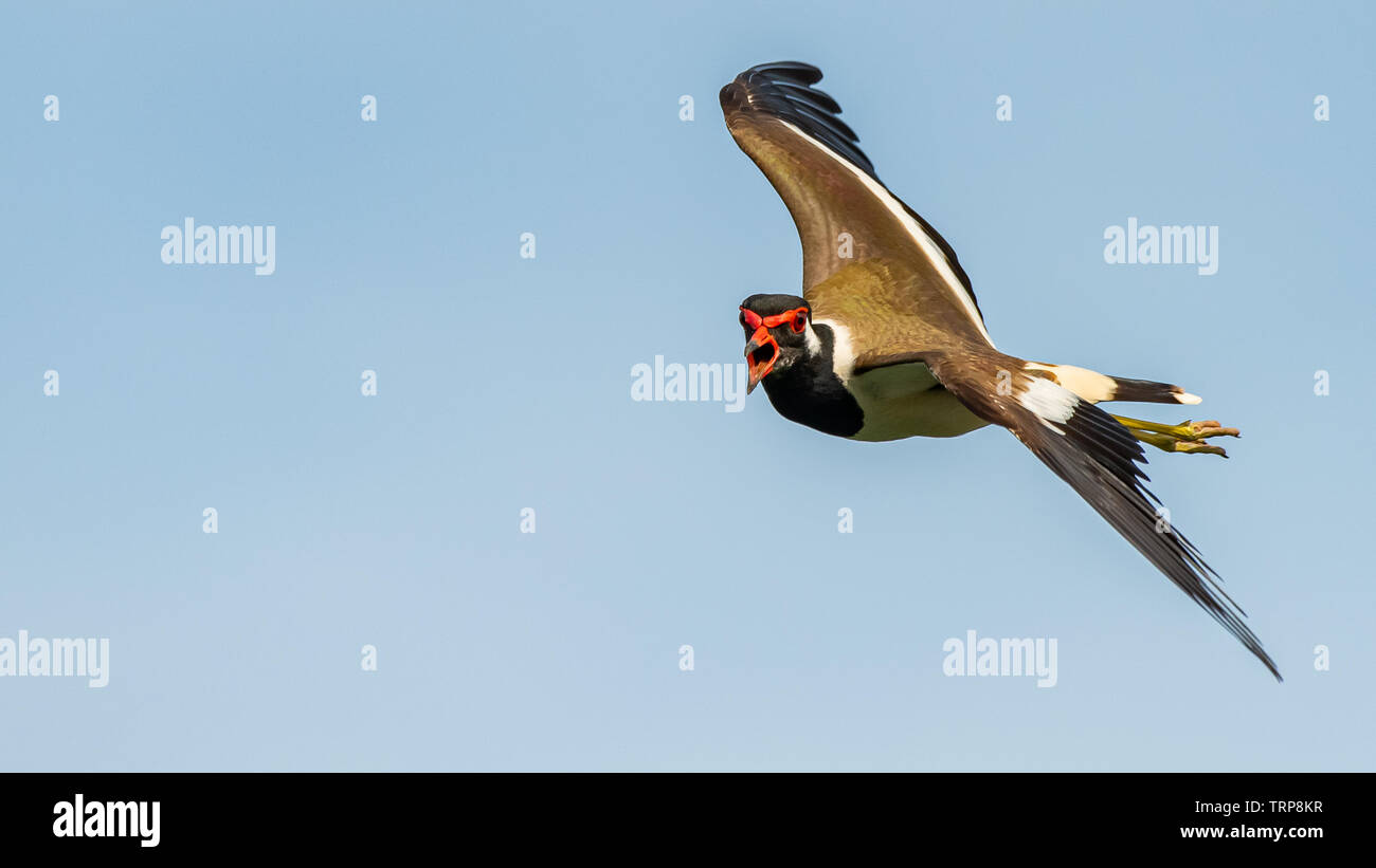 Red-Wattled Lapwing in flight with blue sky background Stock Photo - Alamy