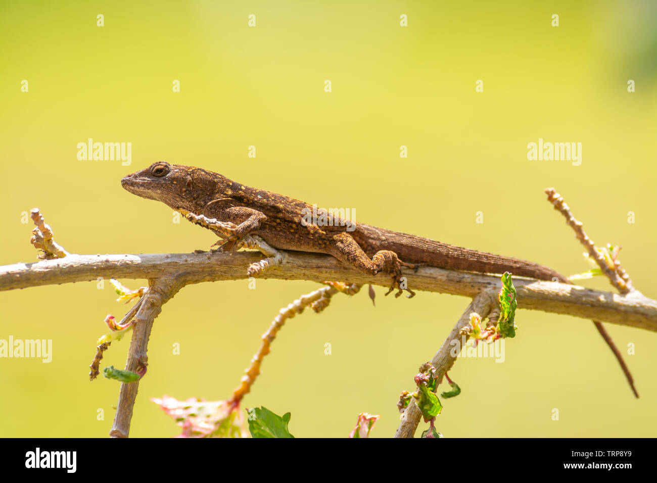 A brown anole lizard, Anolis sagrei, perched on a tree branch on the ...