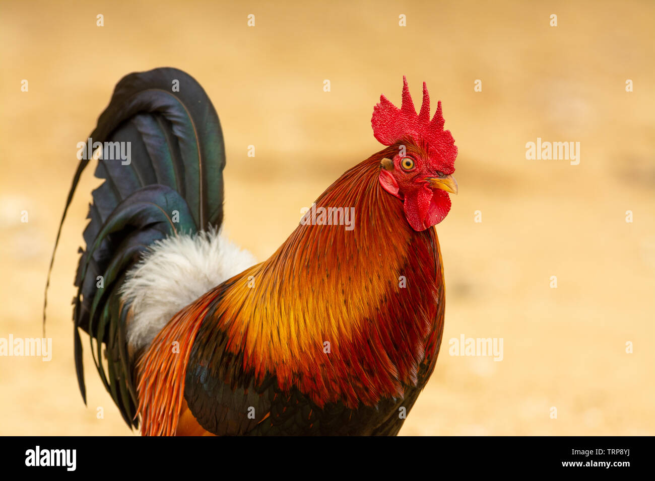 A red jungle fowl rooster, Gallus gallus, on a beach on the Hawaiian ...