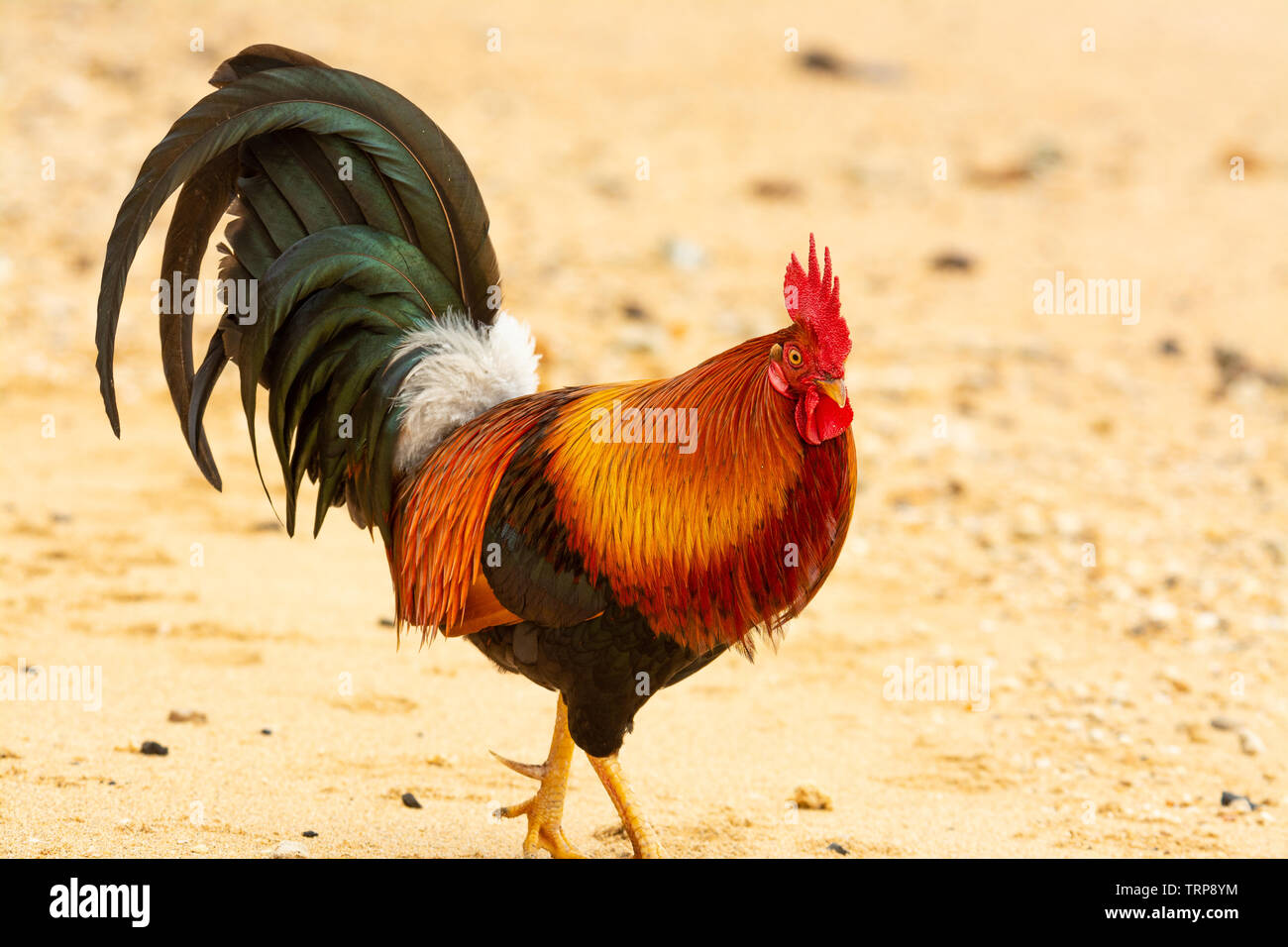 A red jungle fowl rooster, Gallus gallus, on a beach on the Hawaiian ...