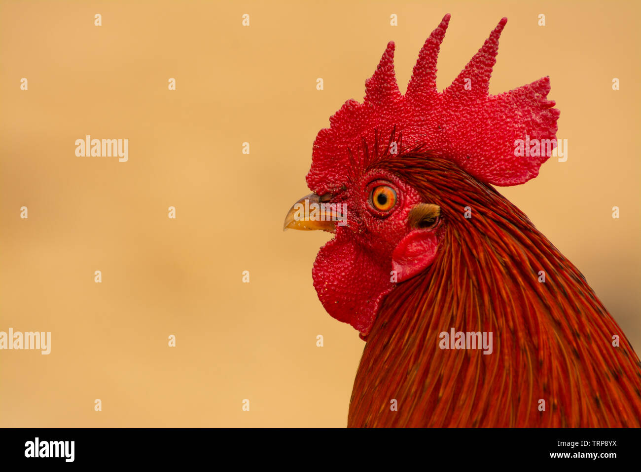 Red jungle fowl gallus gallus hi-res stock photography and images - Alamy