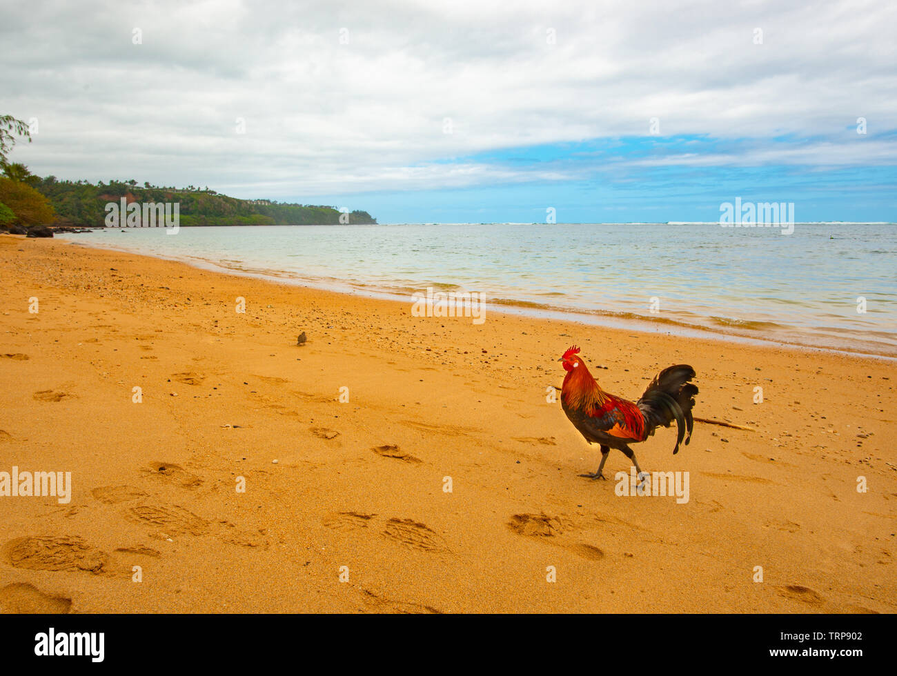 A red jungle fowl rooster, Gallus gallus, strutting down Anini beach on ...