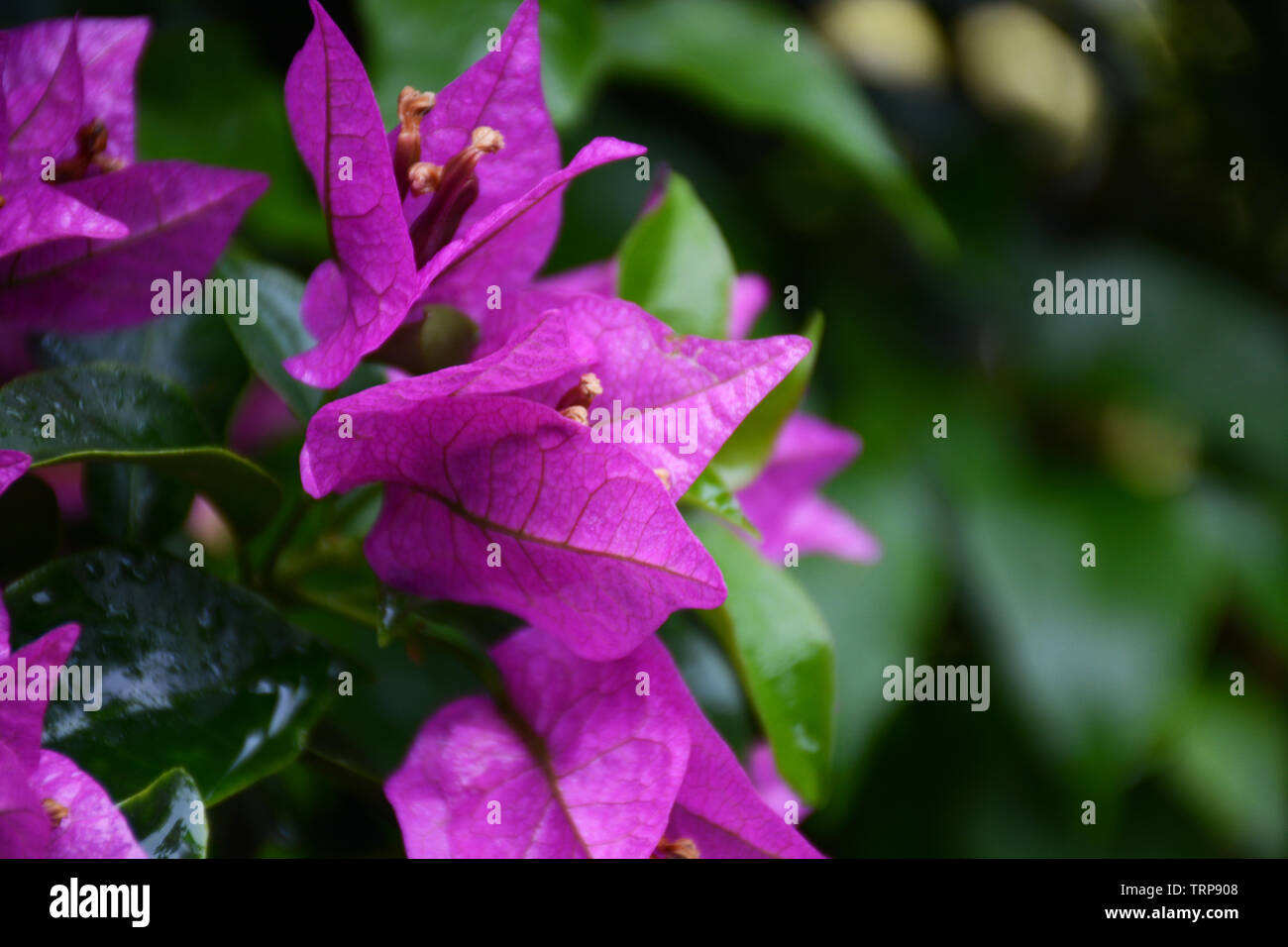 Multiple light purple flowers hi-res stock photography and images - Alamy