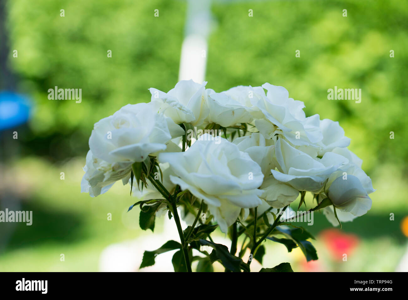 Roses in bloom hi-res stock photography and images - Alamy