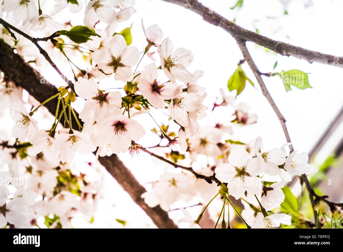 Cherry flower blossom in Seoul, close up view with bokeh background ...