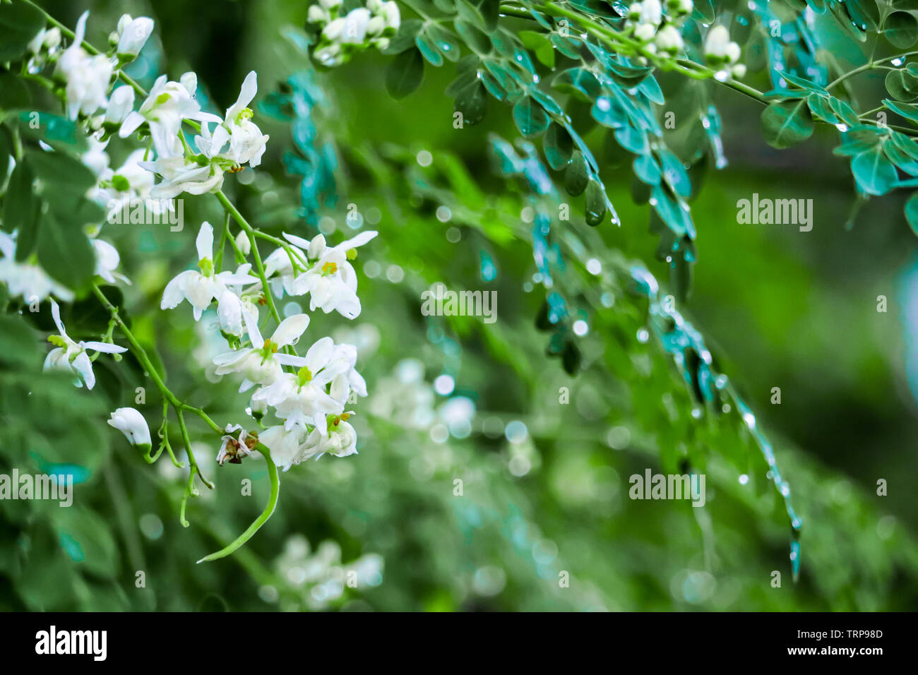 Horse radish tree or Drumstick is a rich source of vitamins, minerals ...