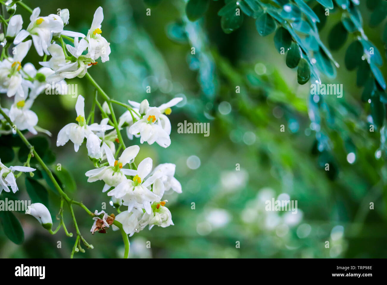 Horse radish tree or Drumstick is a rich source of vitamins, minerals ...