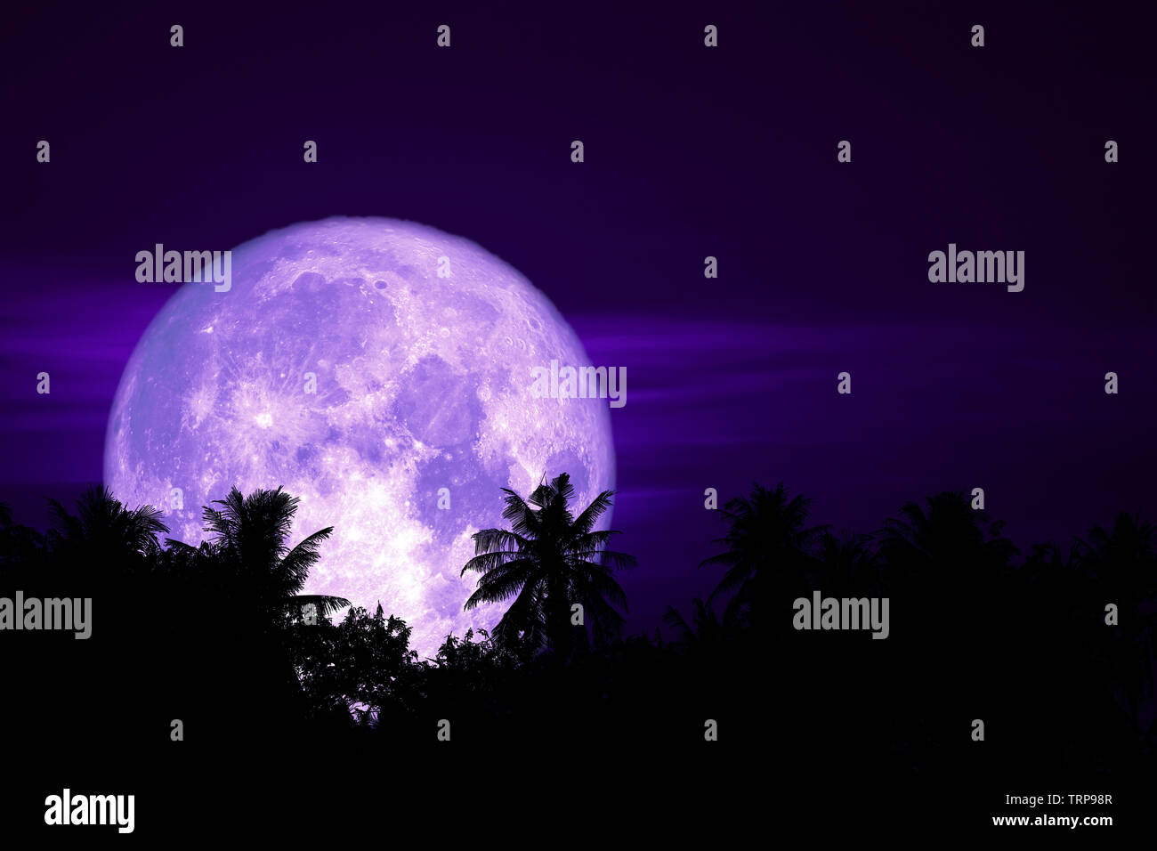 full flower moon back on silhouette plant and trees on night sky ...