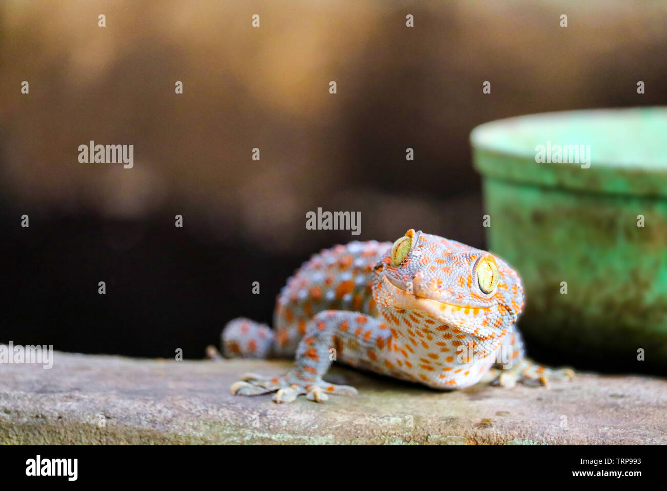 gecko fell from the wall into the water tank and climbed on edge of the ...