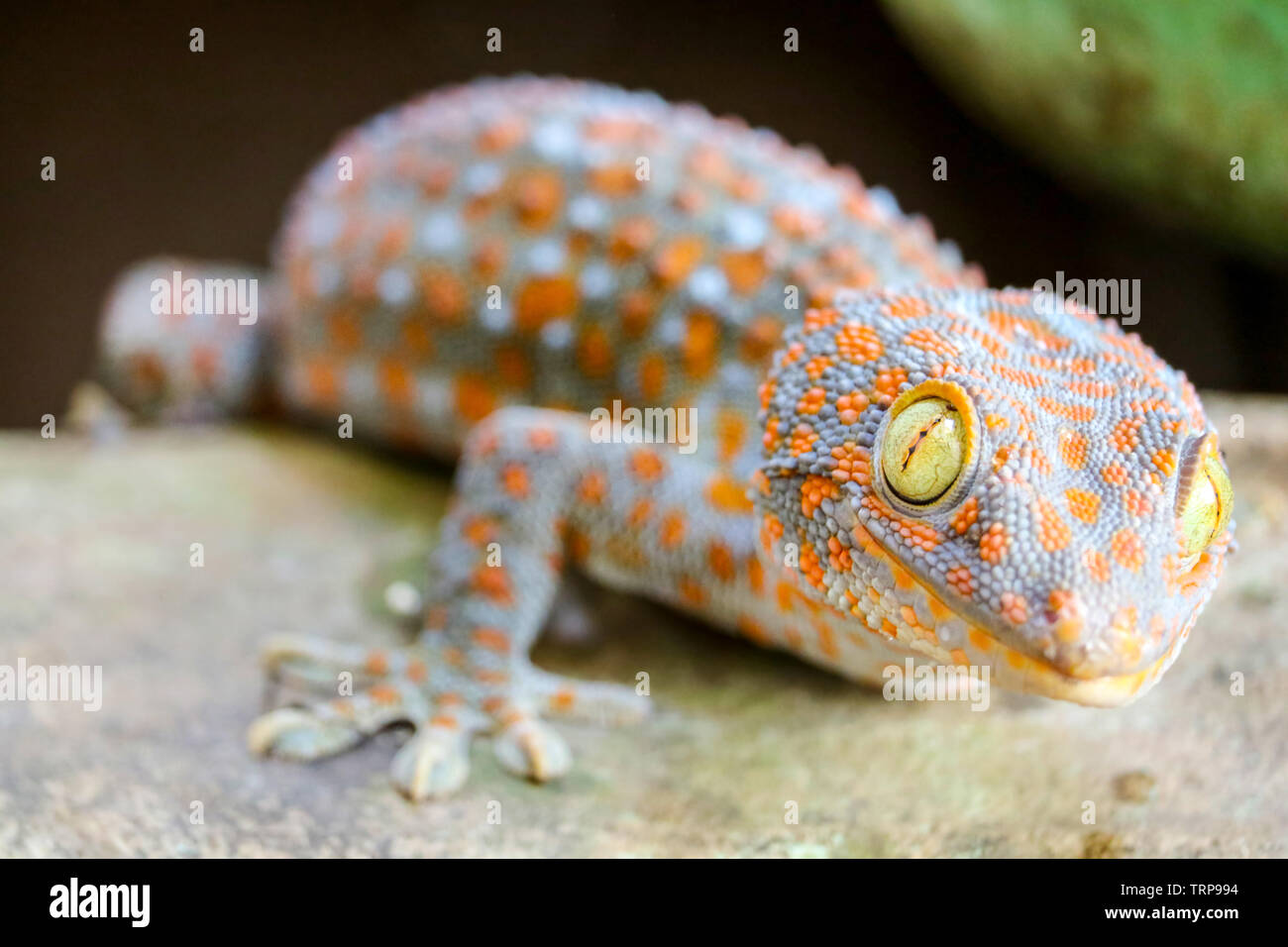 gecko fell from the wall into the water tank and climbed on edge of the ...