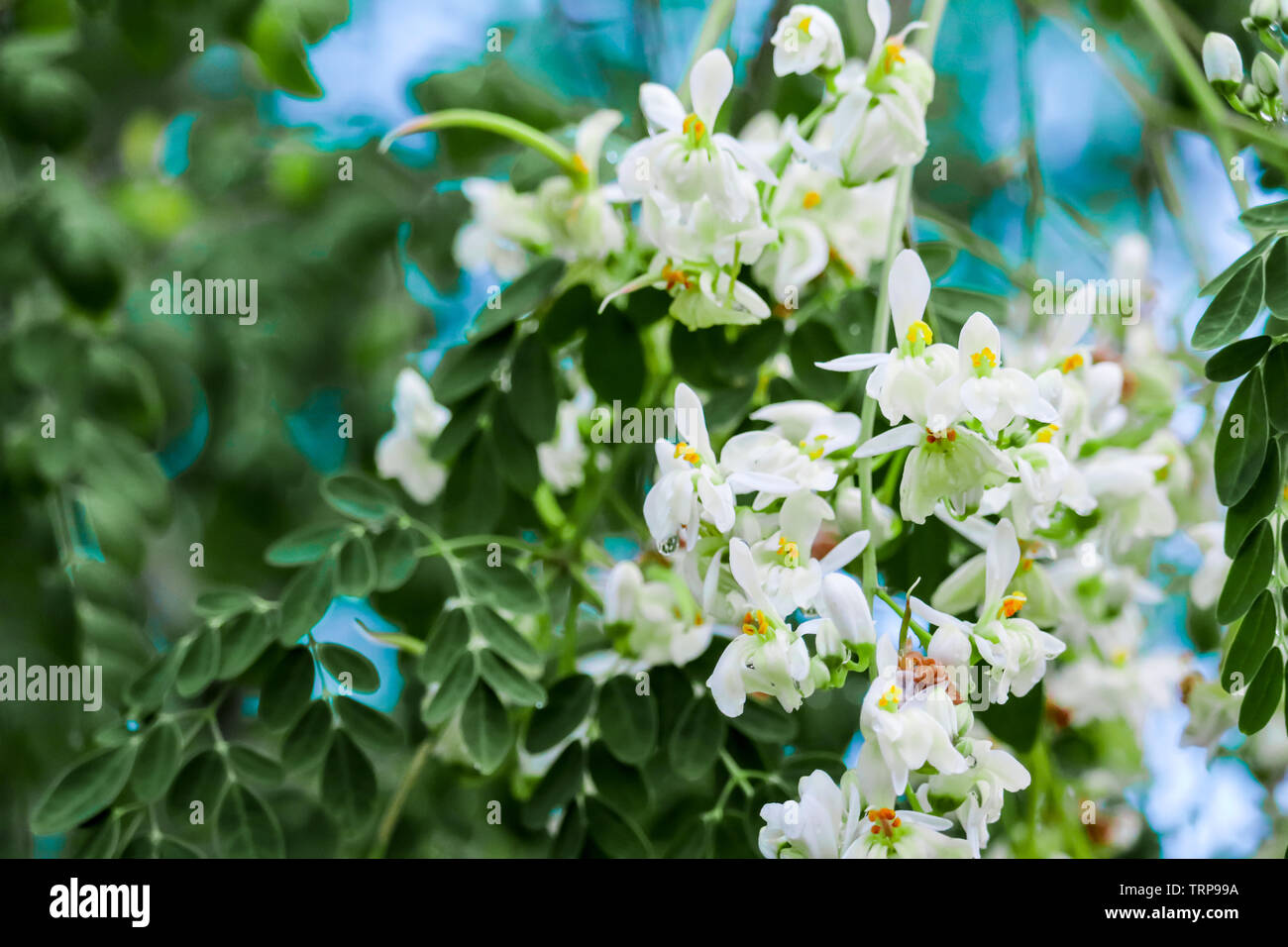 Horse radish tree or Drumstick is a rich source of vitamins, minerals ...