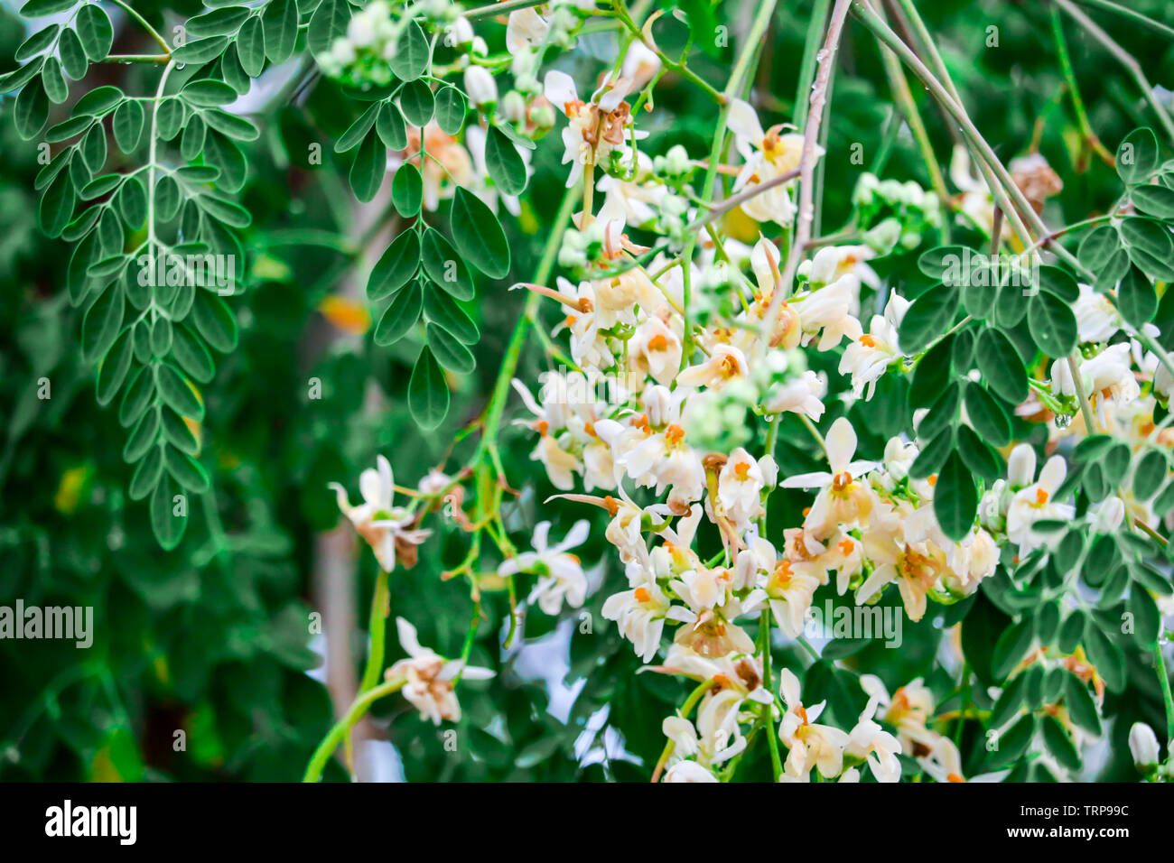 Horse radish tree or Drumstick is a rich source of vitamins, minerals ...