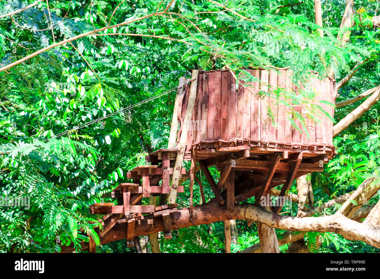 hut wood and bridge log was built in forest for adventure activity of ...