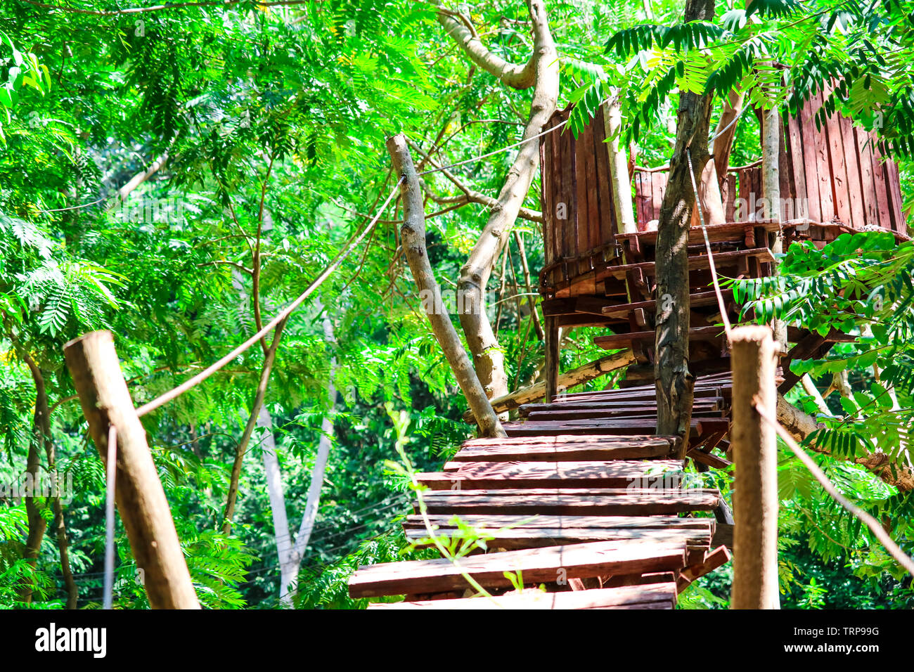 hut wood and bridge log was built in forest for adventure activity of ...