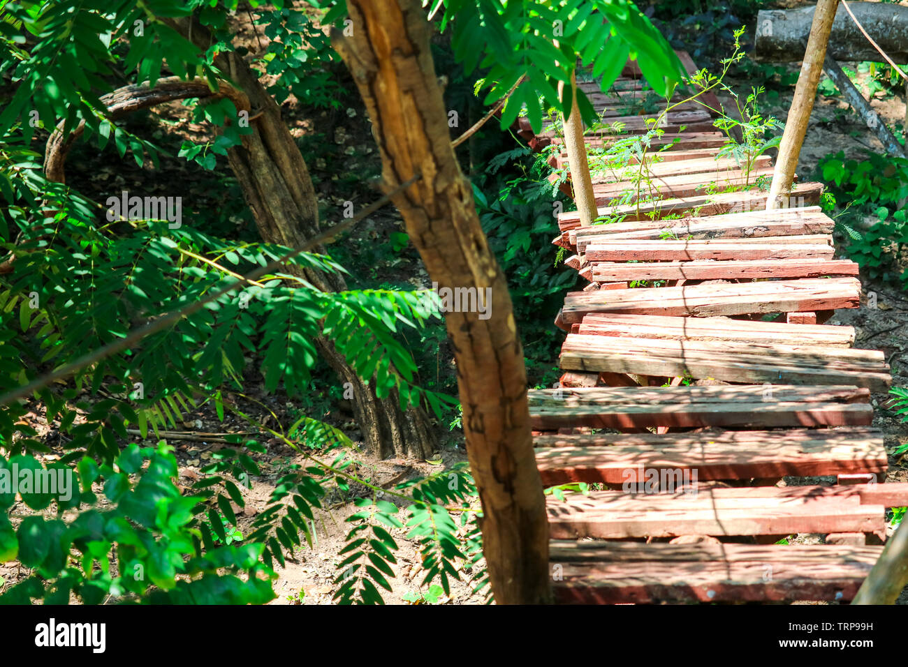 hut wood and bridge log was built in forest for adventure activity of ...