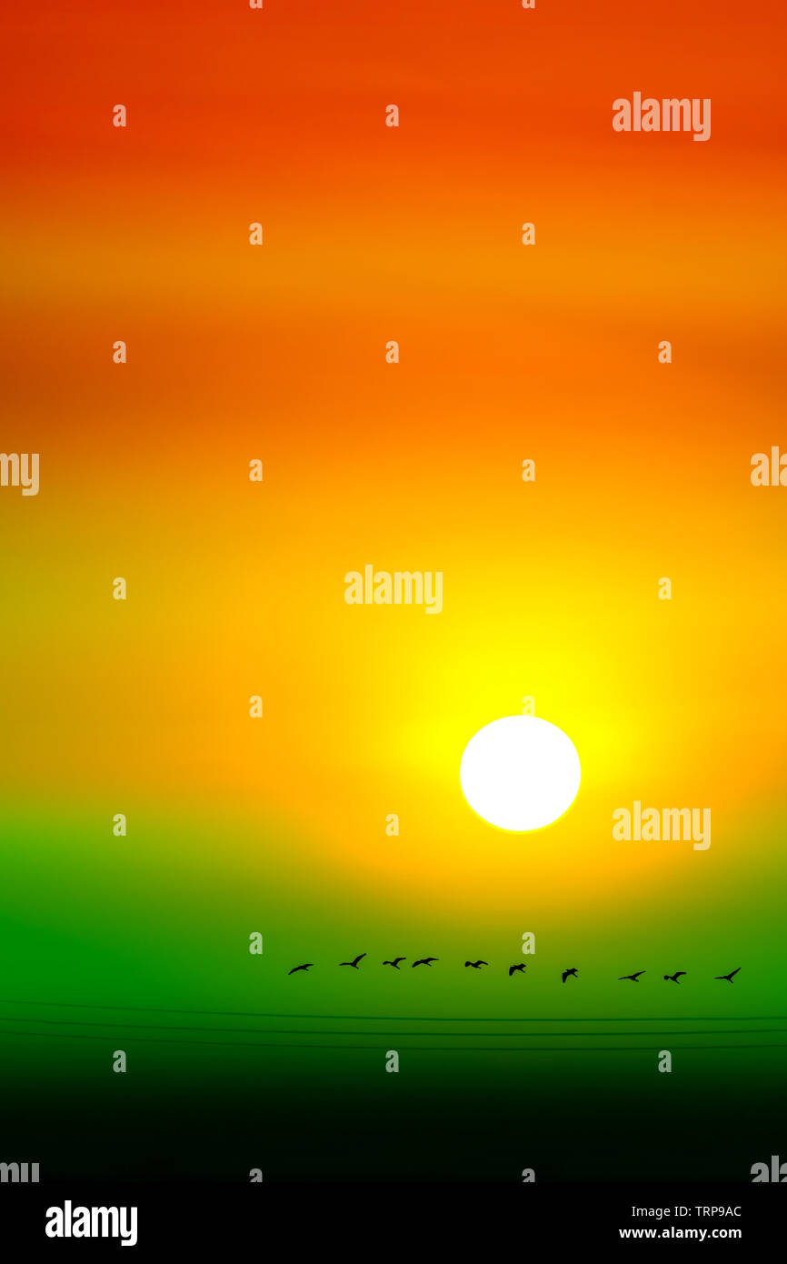 multicolor of sunset sky and sun ray all around and silhouette flying ...