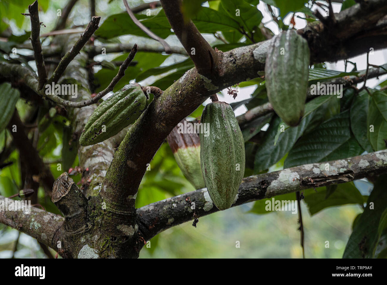 Cocoa tree ecuador hi-res stock photography and images - Alamy