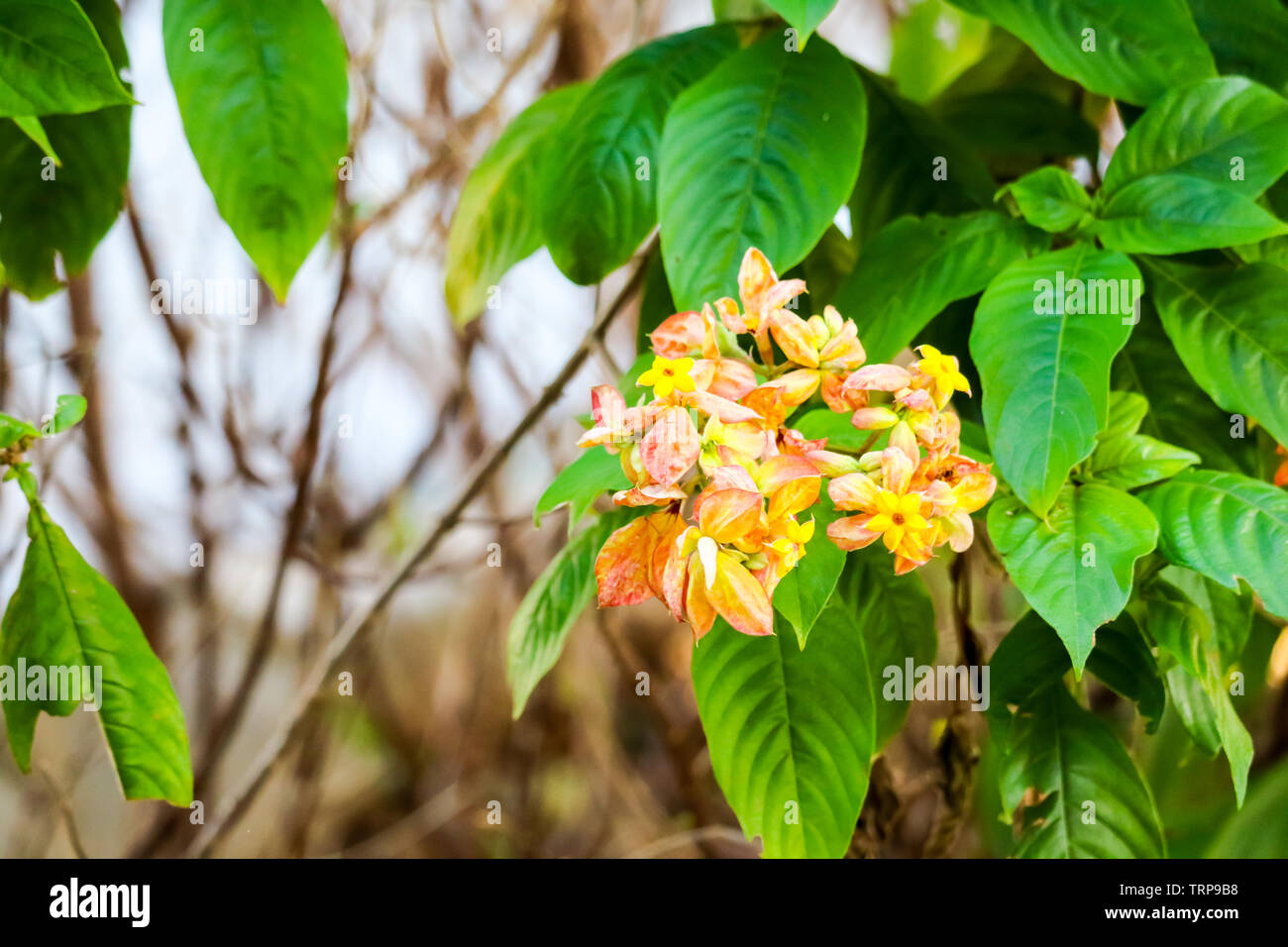 Five lobe leaf hi-res stock photography and images - Alamy