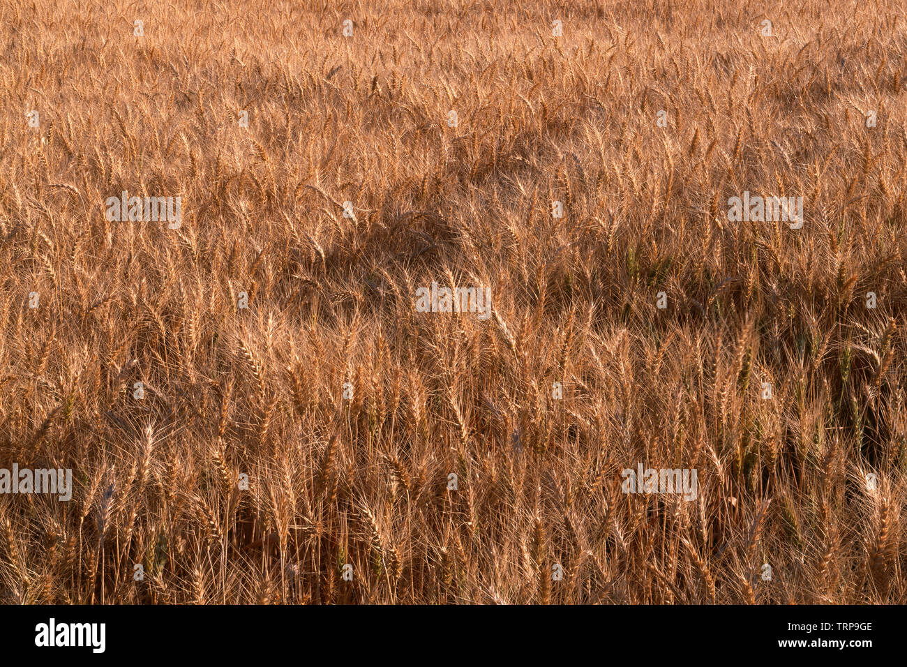 Wheatfields hi-res stock photography and images - Alamy