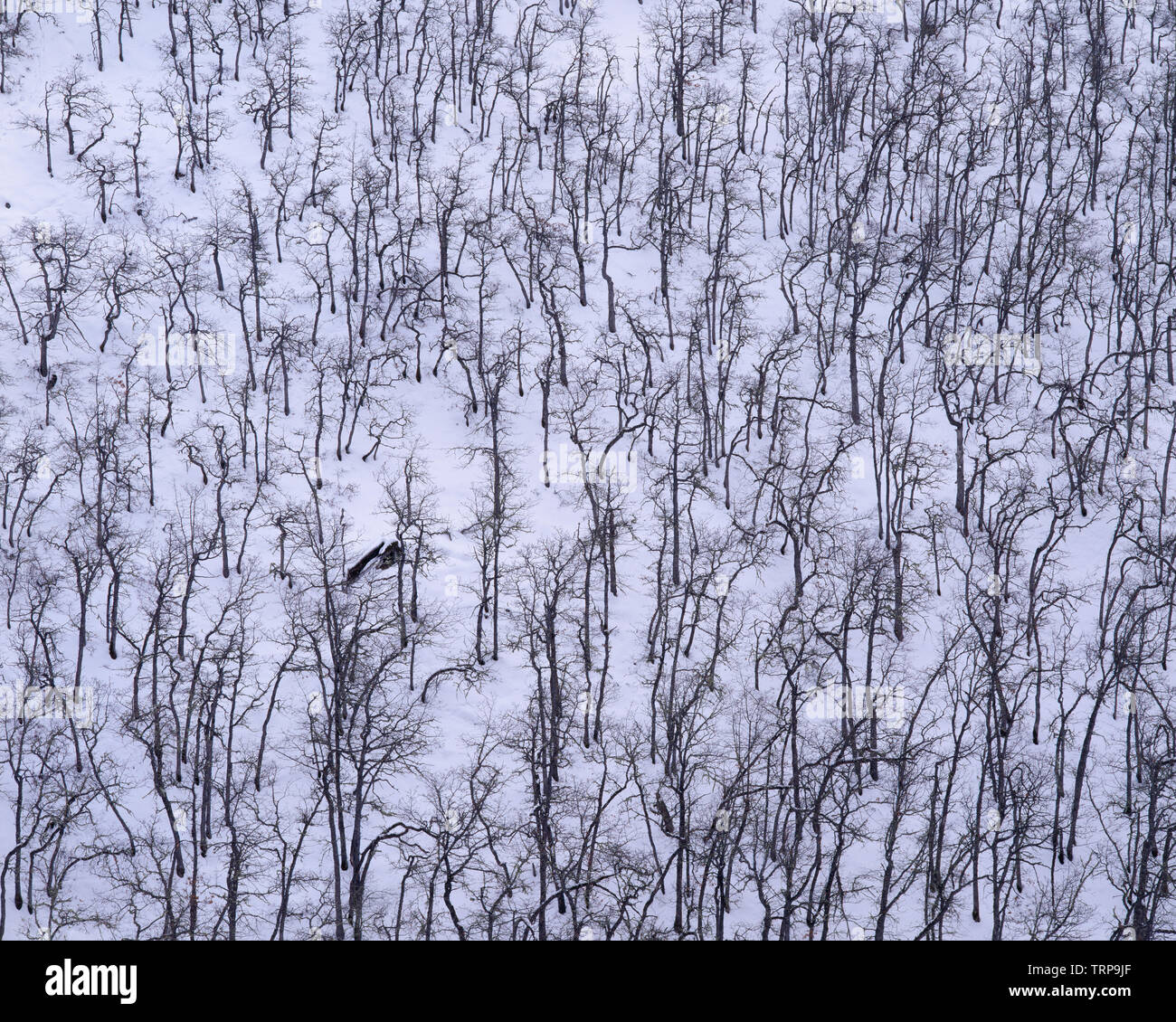 USA, Washington, Klickitat County, Leafless Oregon white oak trees on ...