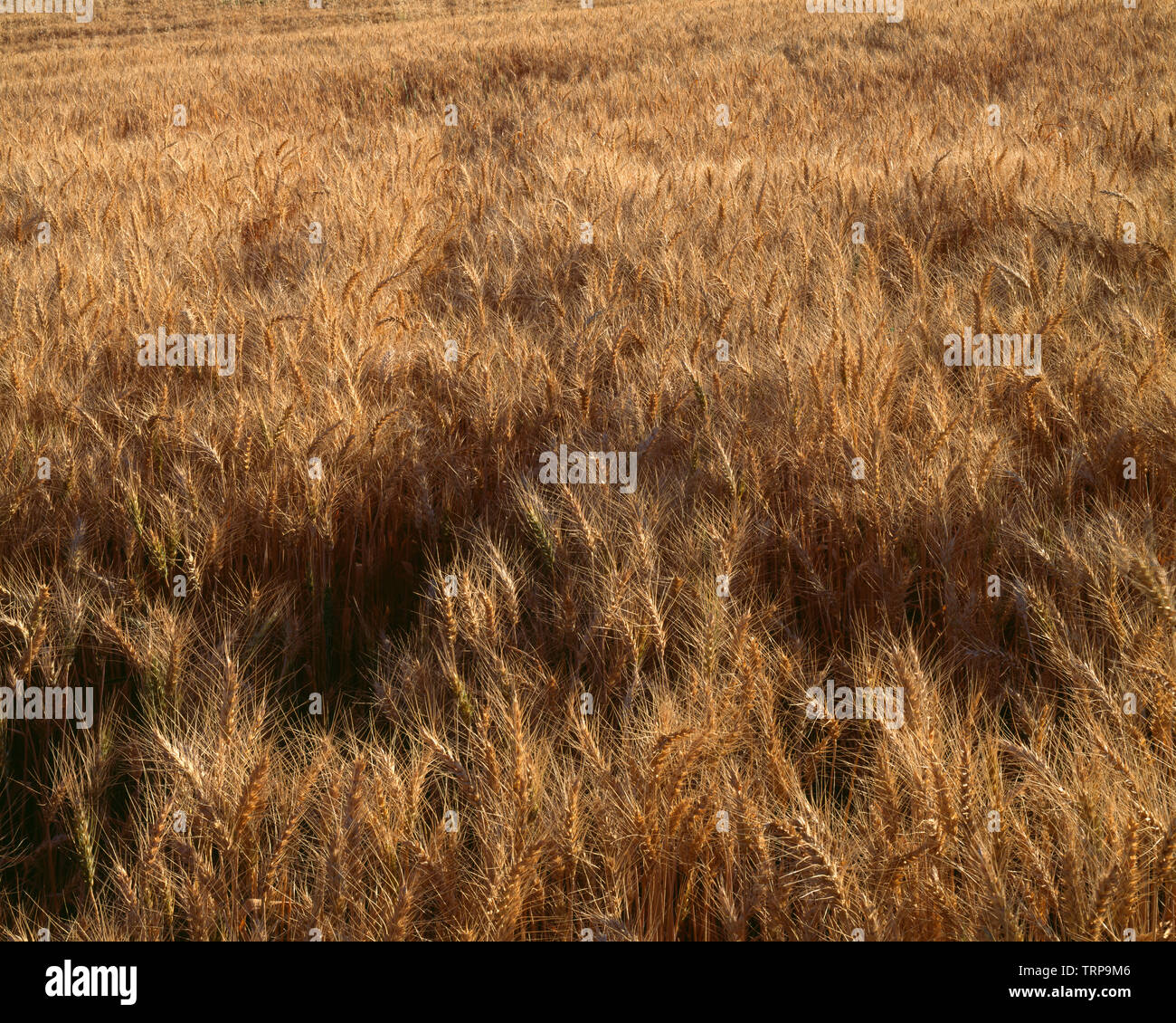 Wheat fields and contour farming hi-res stock photography and images ...